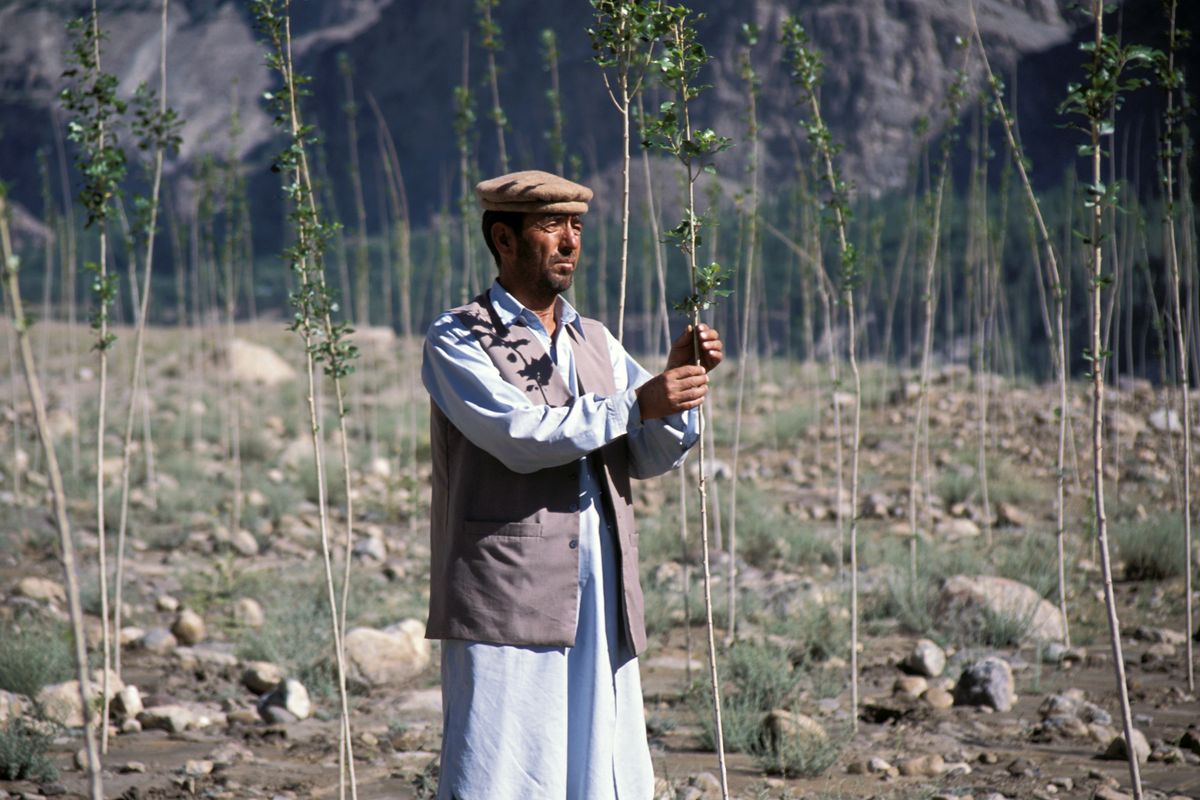 Trees For Food Fuel And Fodder Akdn