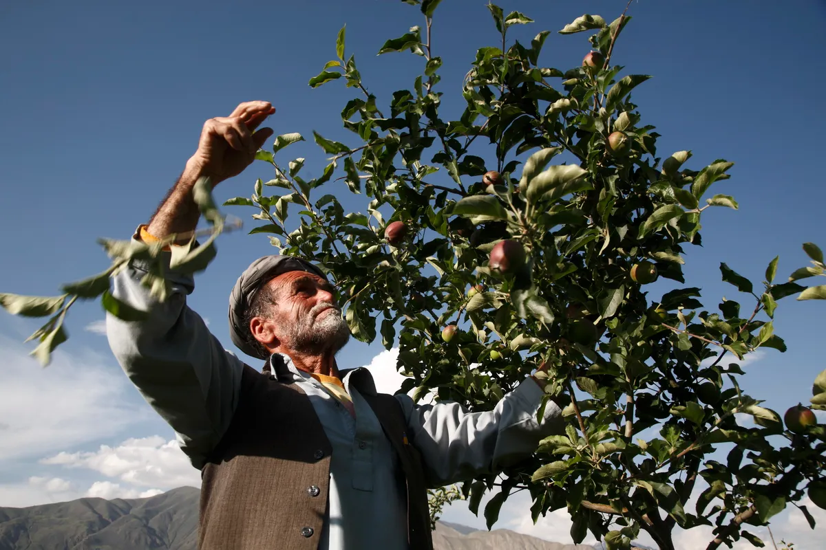Adina Mohamad: Development of tree nurseries - AKDN