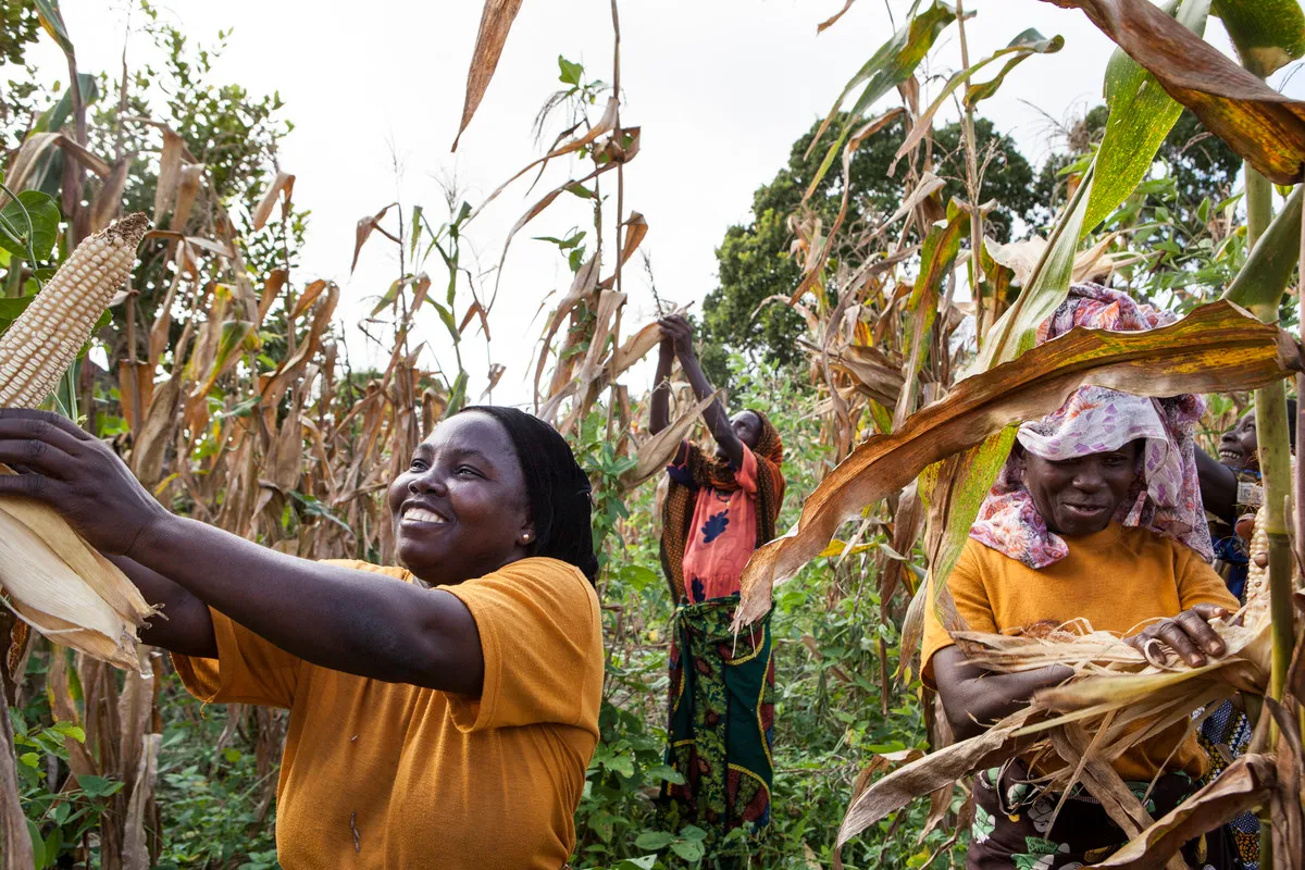 Foundation empowers smallholders in rice and sesame production