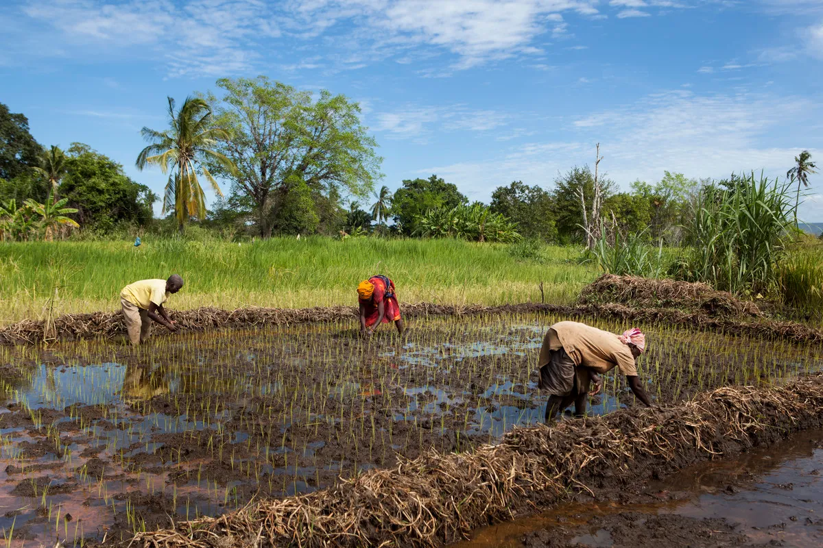 Tanzania Farming