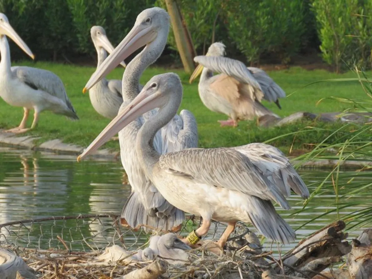 Sharjah’s Wasit Wetland Centre wins the prestigious Aga Khan Award for Architecture