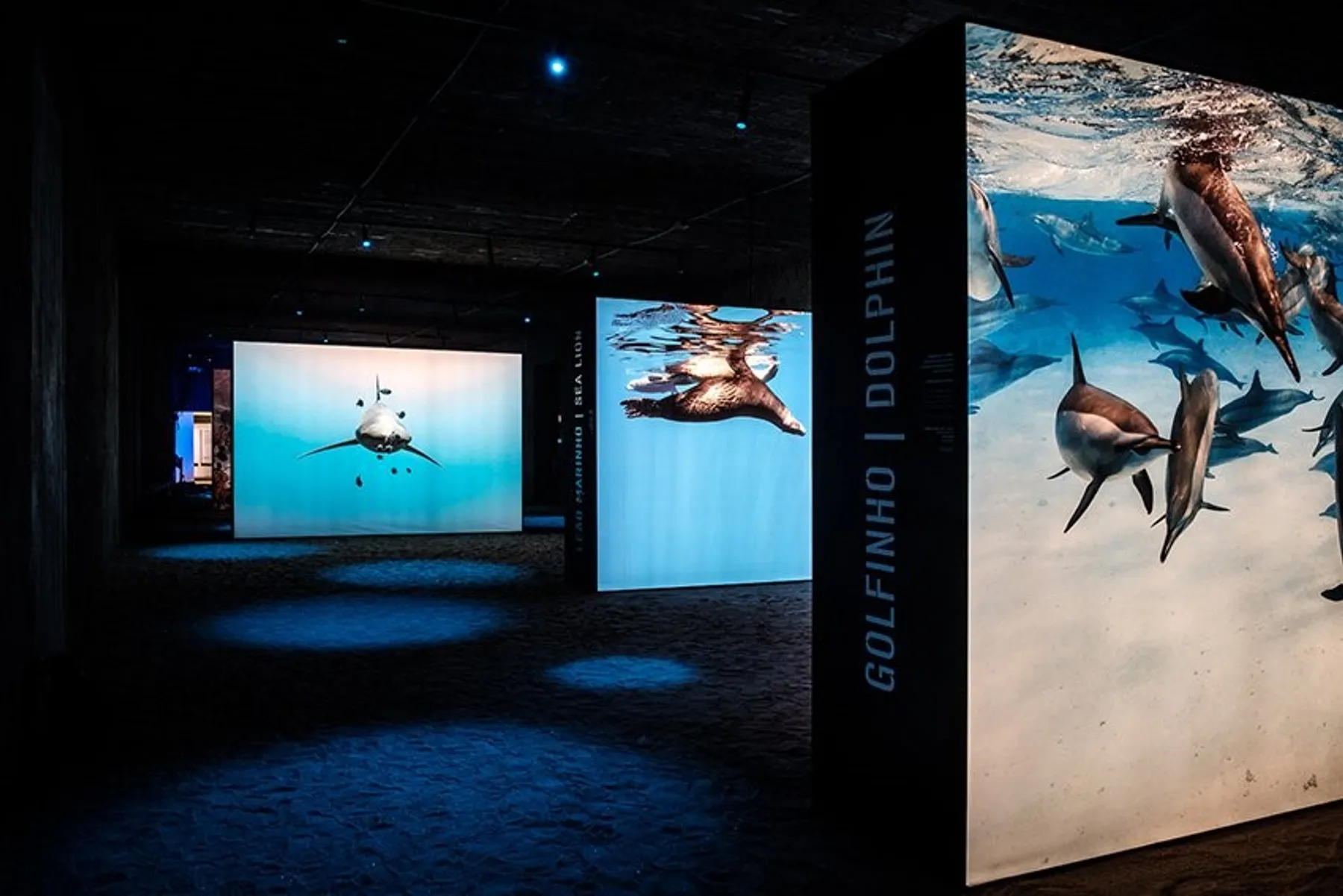 The living sea captures the fragility of our oceans with immersive ...