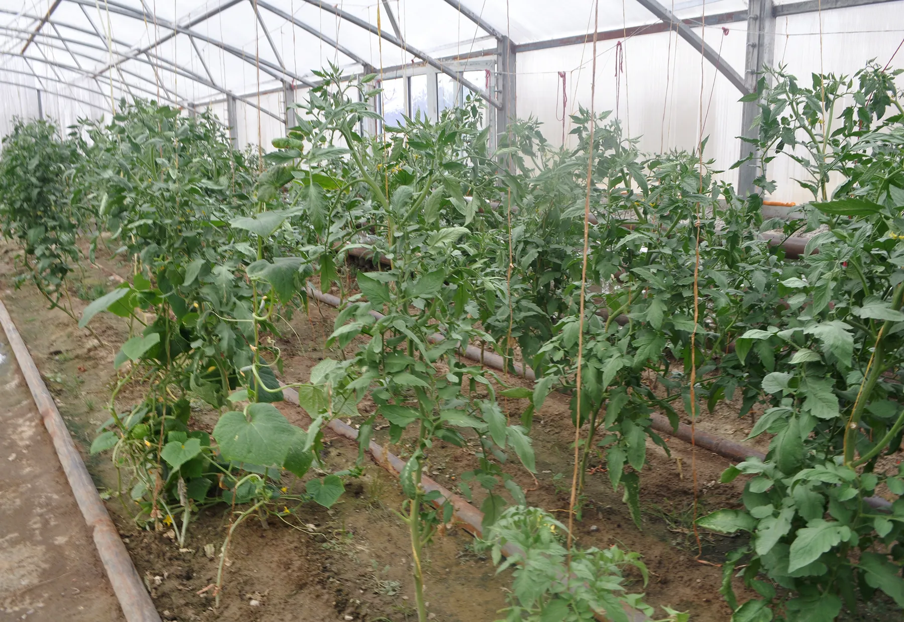 Geothermal energy helps year-round farming in Tajikistan