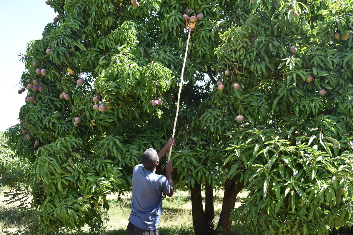 Greater returns and improved quality of life for Kenyan mango farmers