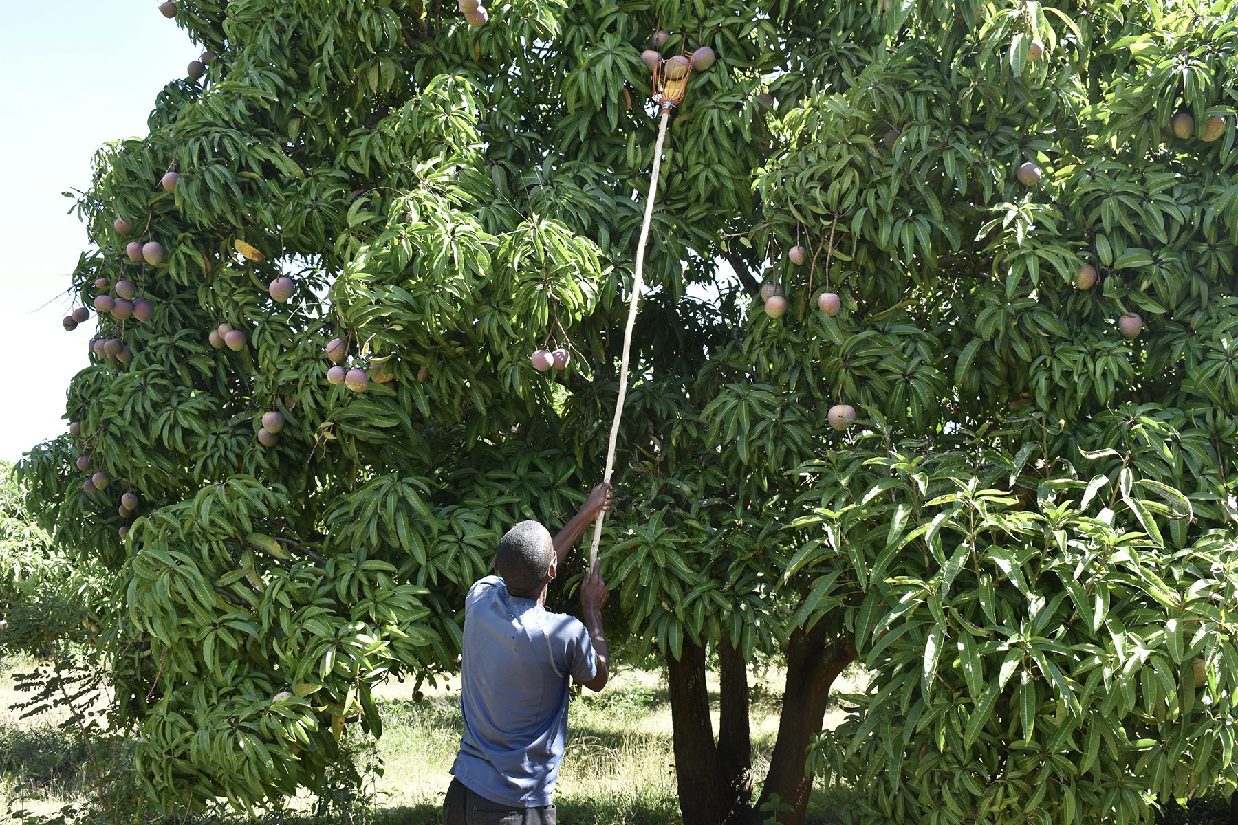 Mango Harvesting Atelier Yuwa Ciao Jp
