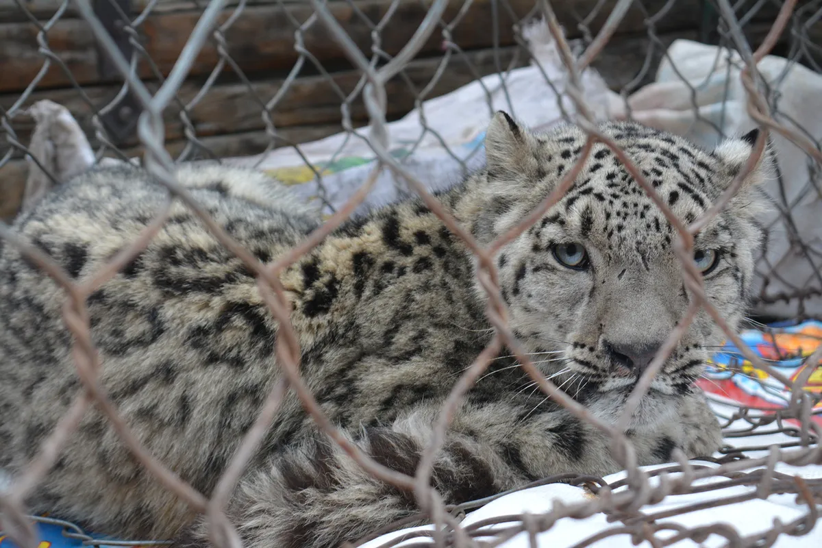 3 March World Wildlife Day: Protecting the big cats of the snowy mountains