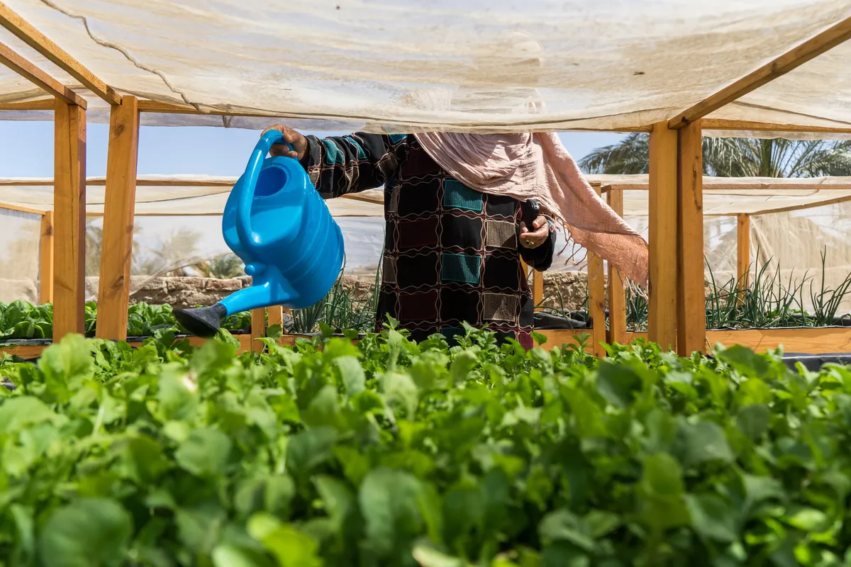 Kitchen gardens in Upper Egypt empower women and improve children’s diets