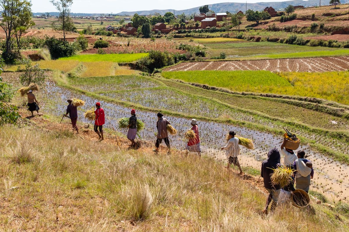 Ensuring food security and improving the livelihoods of smallholder farmers