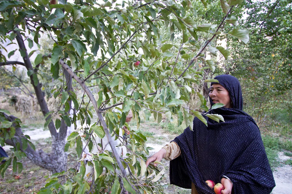 Apple production in Gojal Valley, Hunza, and its potential in local market