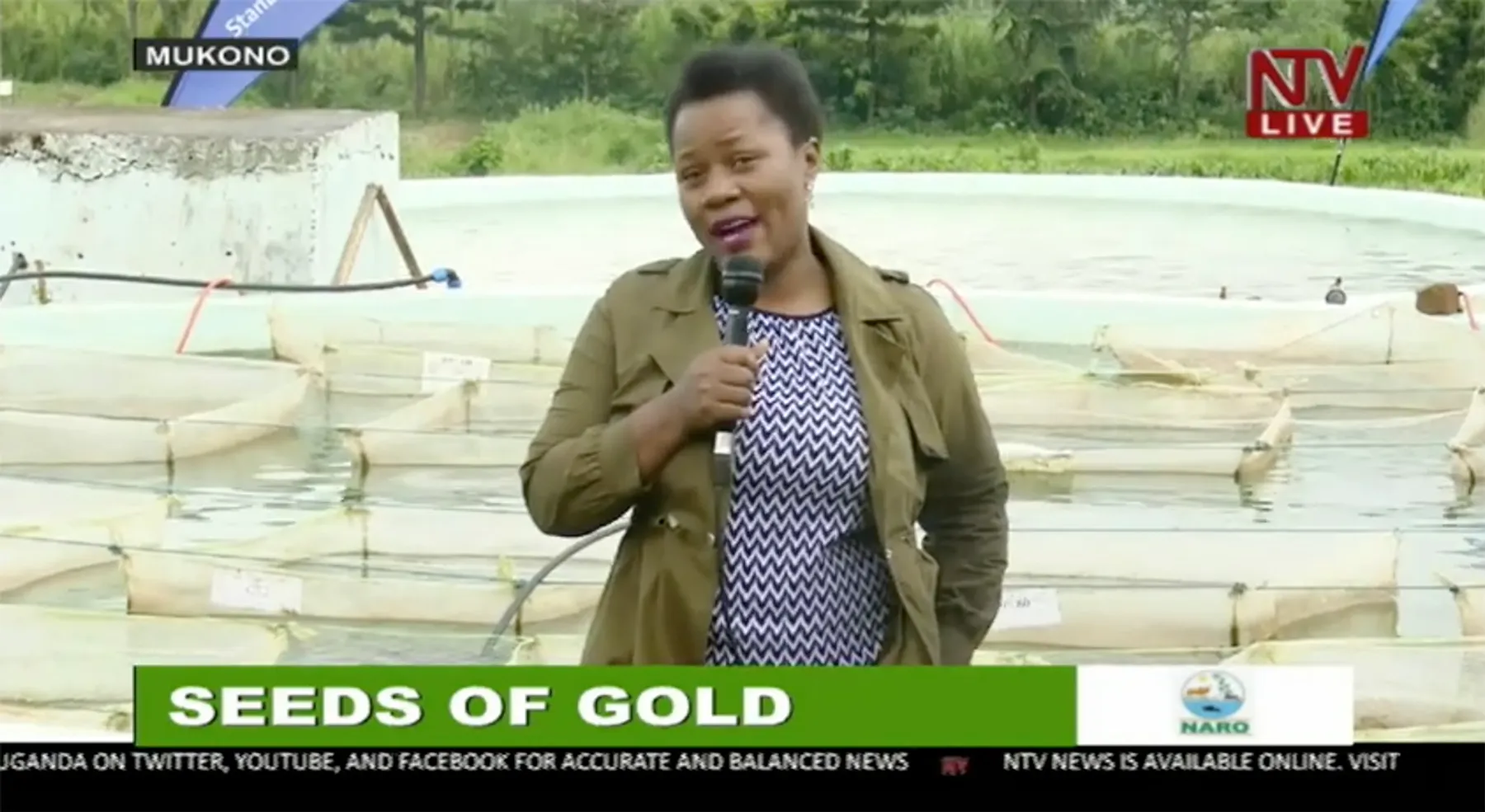 Keeping cows free from ticks - AKDN