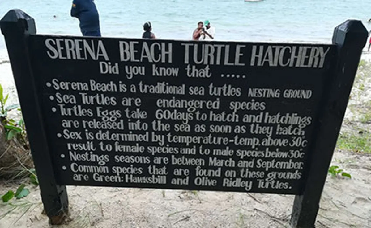 Sea turtles hurtle to life in the sea - AKDN