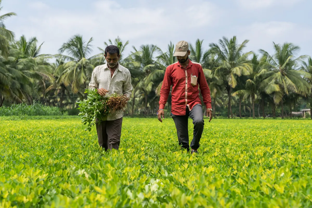 India - Agriculture and Food Security - AKDN