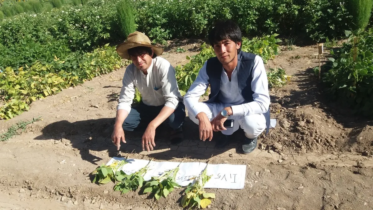 Drought-resistant beans to nourish families in wintertime